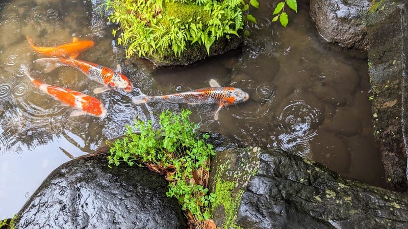 Everyone Has Hormones Yes Even You