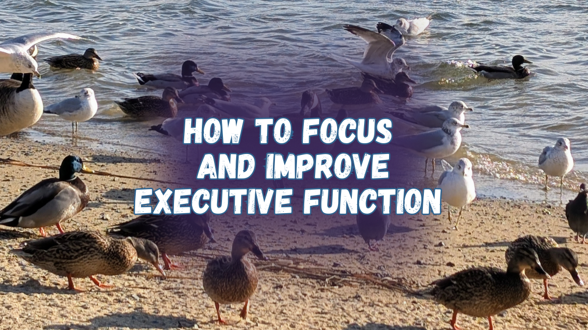 How to focus and improve executive function